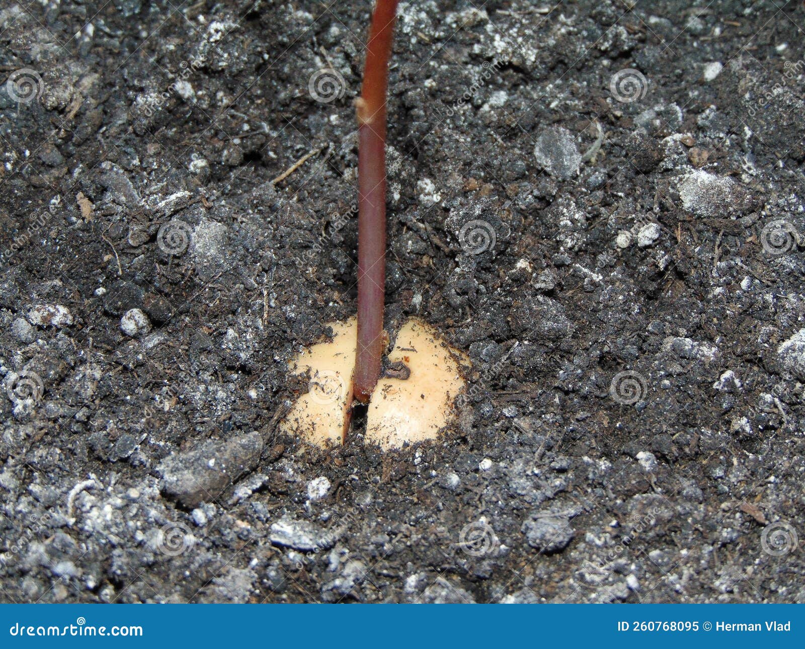 Avocado Seed with Root and Sprout. Growth Stage of the Avocado Plant ...