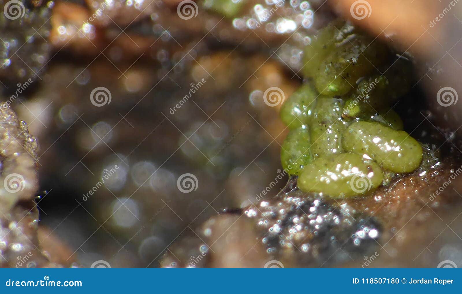 Avocado Seed with Springtail and Mites Stock Photo - Image of avocado ...