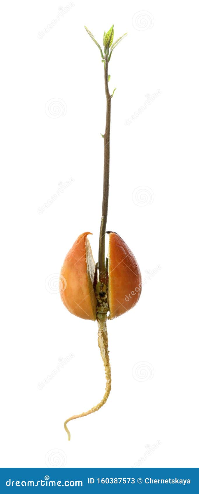 Avocado Seed with Sprout and Root Stock Image - Image of flora, natural ...