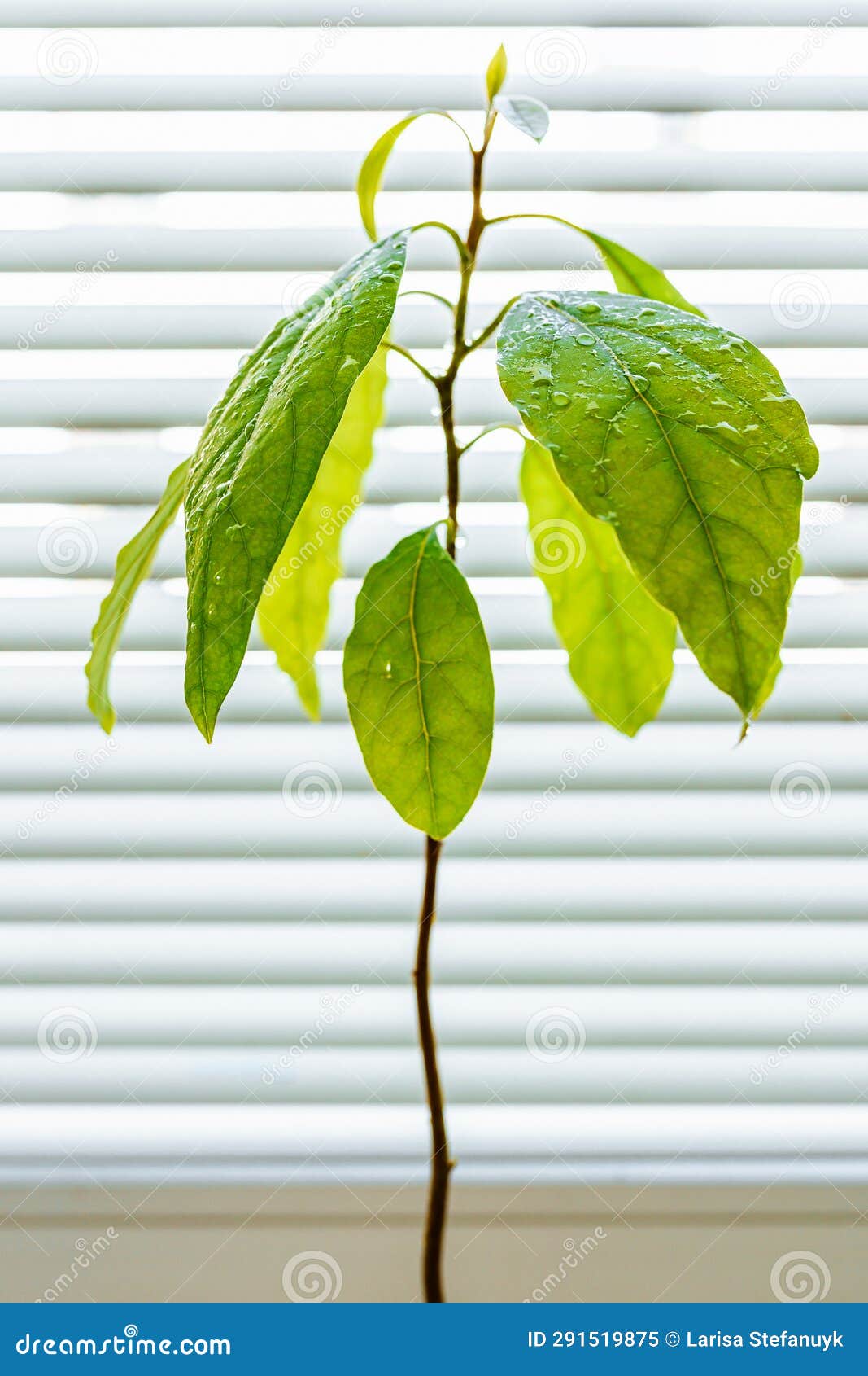 Avocado Seed with Sprout and Root Stock Image - Image of grow ...