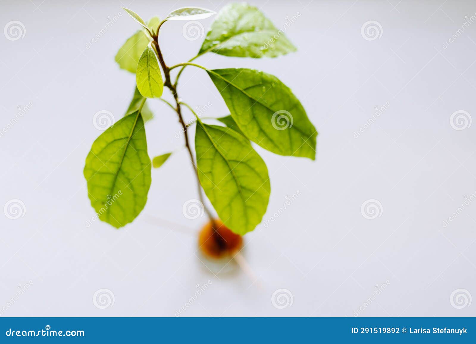 Avocado Seed with Sprout and Root Stock Photo - Image of exotic, leaf ...