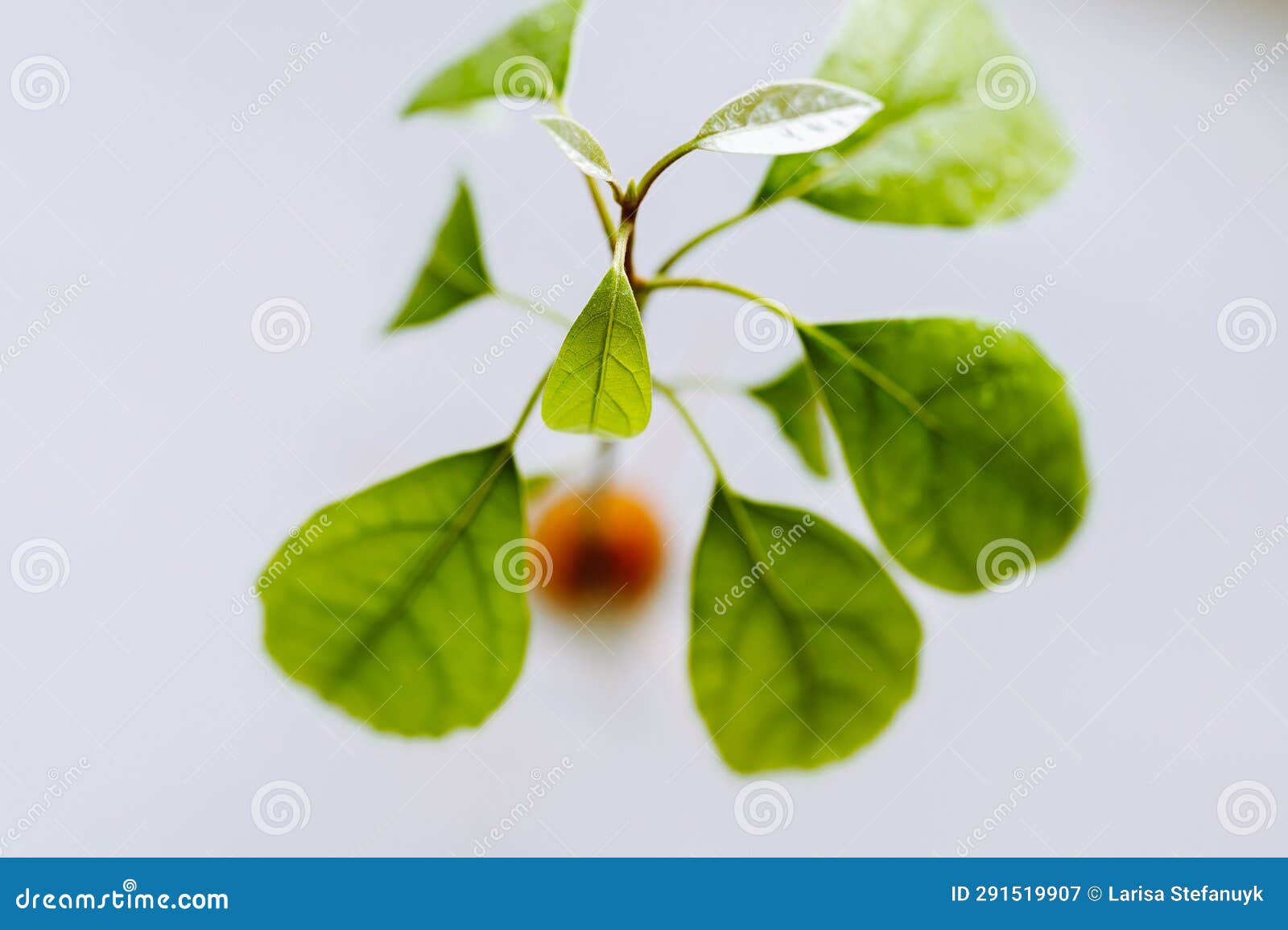 Avocado Seed with Sprout and Root Stock Image - Image of grow, seed ...