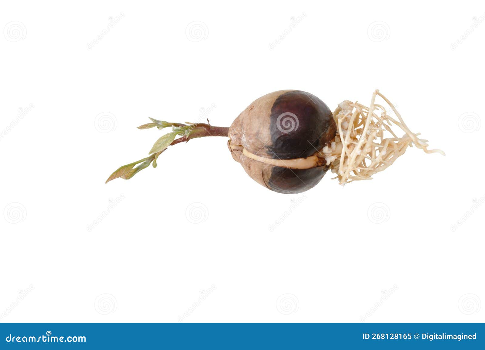 Avocado Seed Sprout with Roots and Young Leaves Stock Image - Image of ...