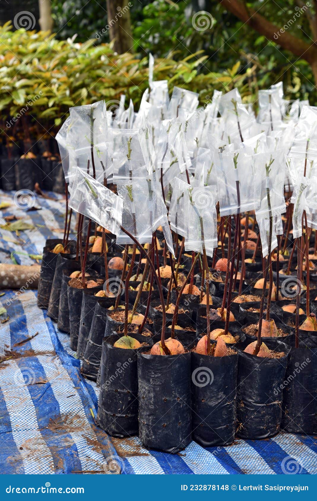 Avocado Seedling Germinate from Seed Stock Photo - Image of good ...