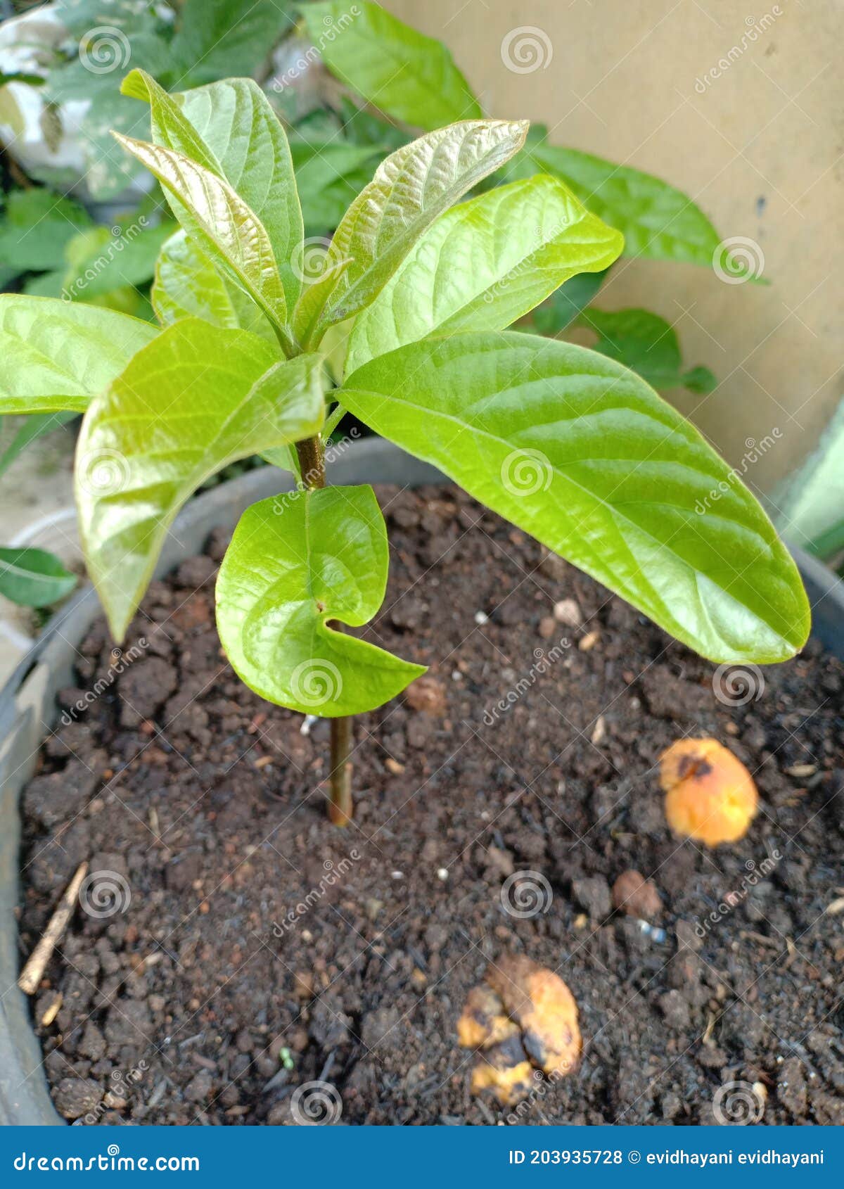 Avocado Seedling on Process Stock Photo - Image of shrub, fruit: 203935728