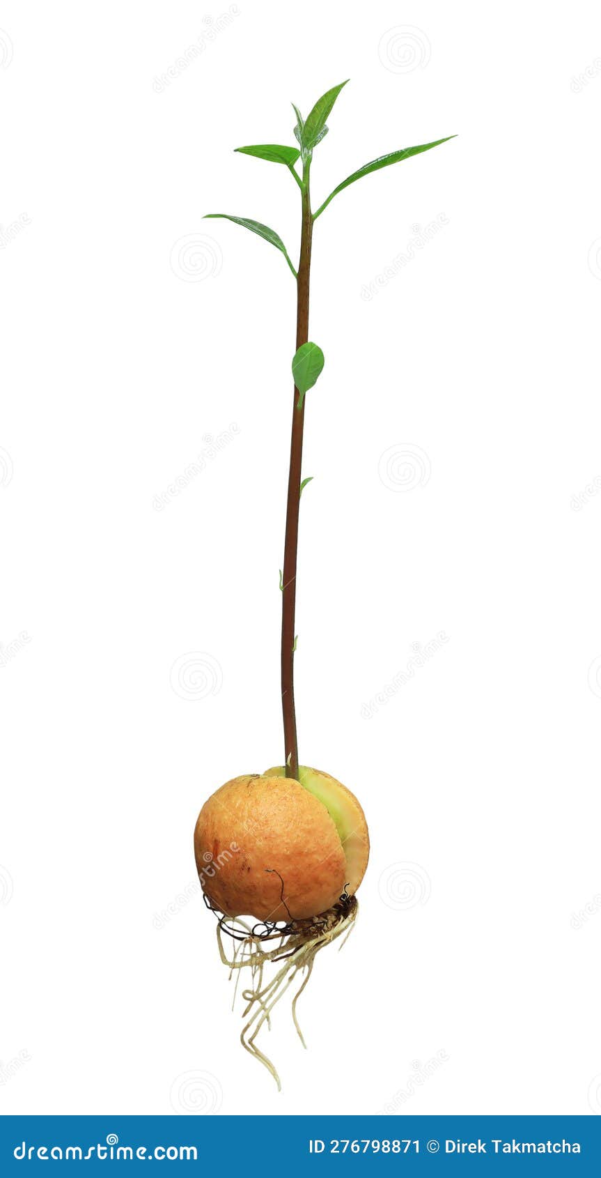 Avocado Sprout from Germinated Seed Isolated Stock Image - Image of ...