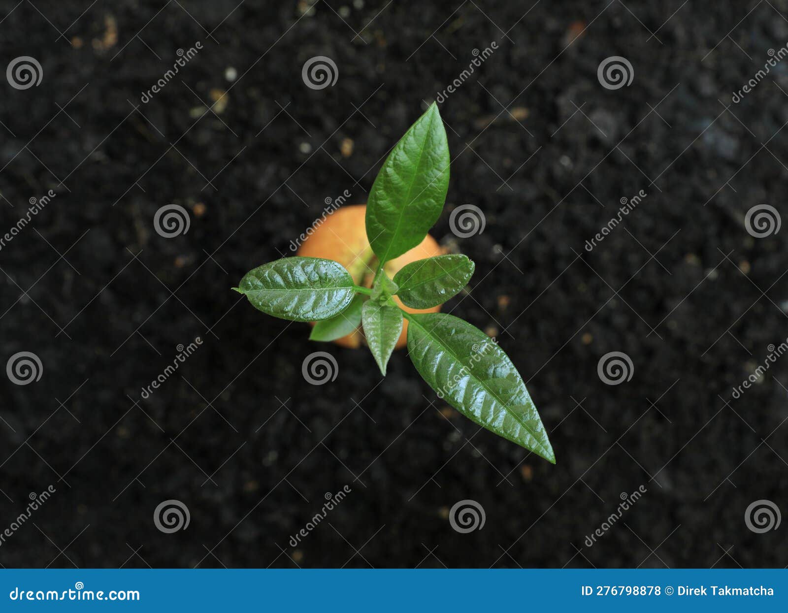 Avocado Sprout and Germinated Seed from Soil Stock Photo - Image of ...