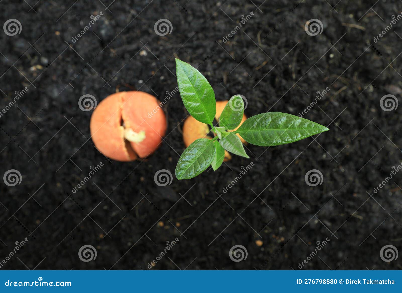 Avocado Sprout and Germinated Seed from Soil Stock Photo - Image of ...