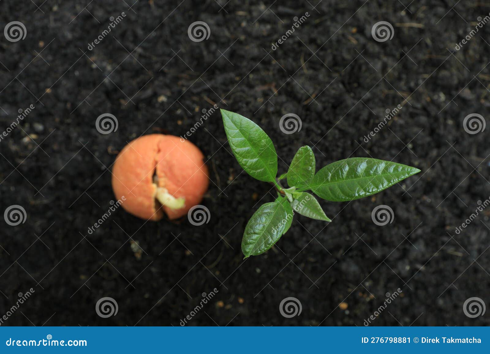 Avocado Sprout and Germinated Seed from Black Soil Stock Image - Image ...