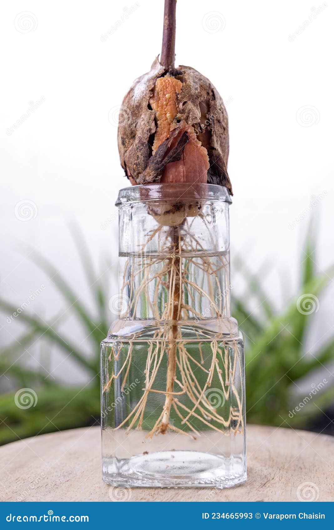 The Avocado Sprout Grows from the Seed in a Glass of Water Stock Image ...