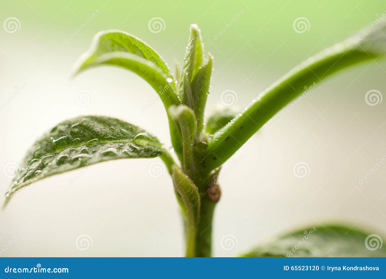 Avocado sprout stock photo. Image of growth, fresh, closeup - 65523120