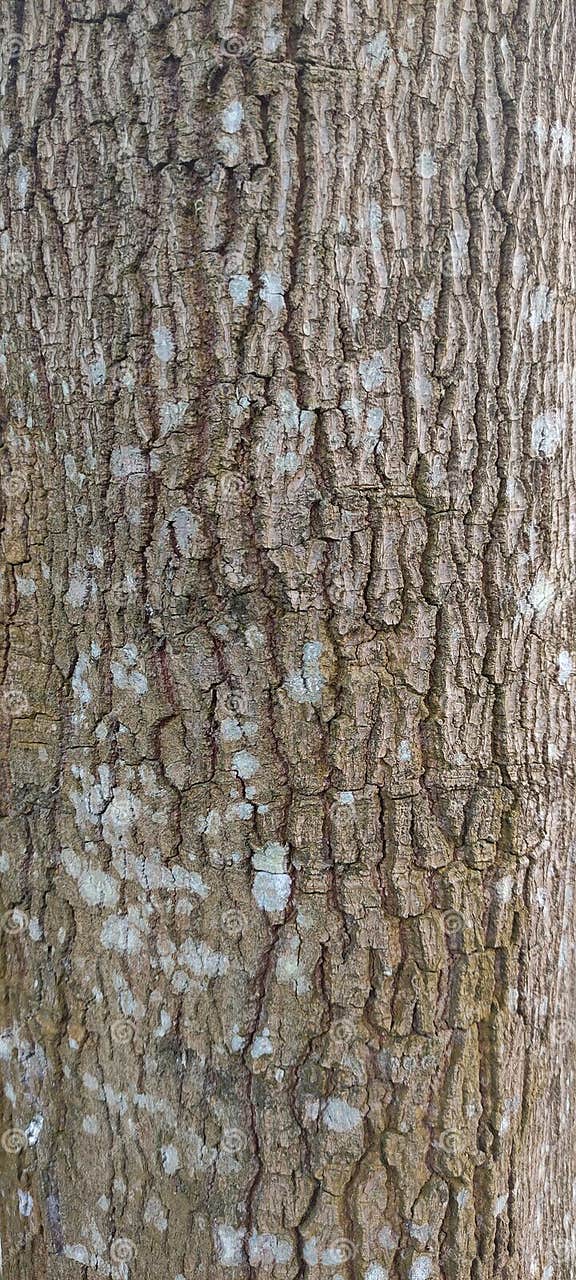 Avocado texture Tree Trunk stock photo. Image of avocado - 252882174