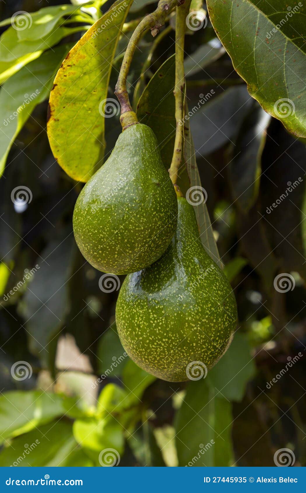 Avocado tree stock image. Image of ecological, food, seedling - 27445935