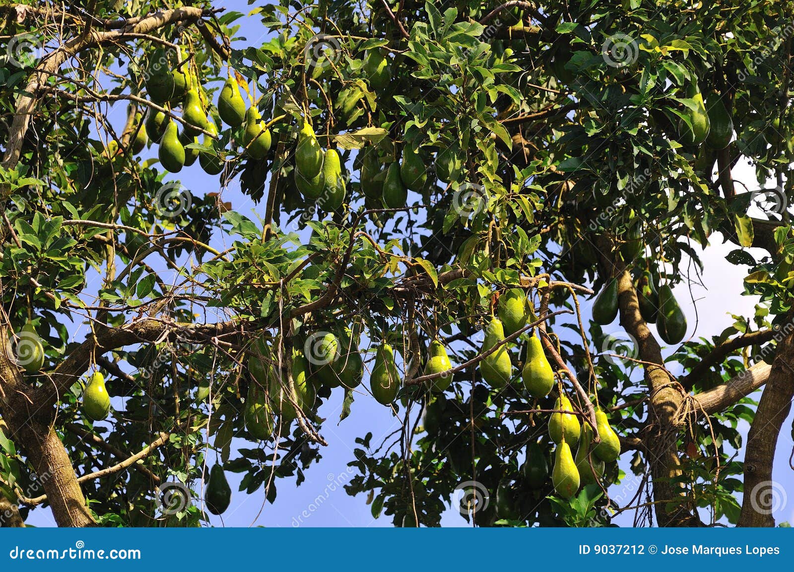 Avocado tree stock photo. Image of farm, green, guacamole - 9037212