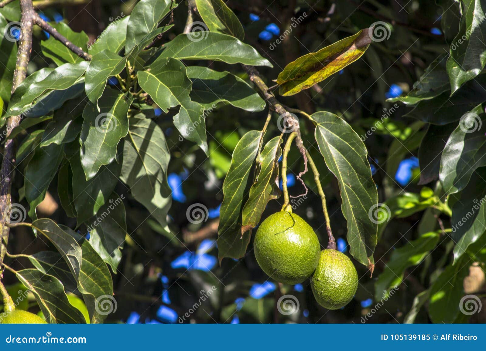 Avocado tree stock image. Image of fruit, organic, agribusiness - 105139185