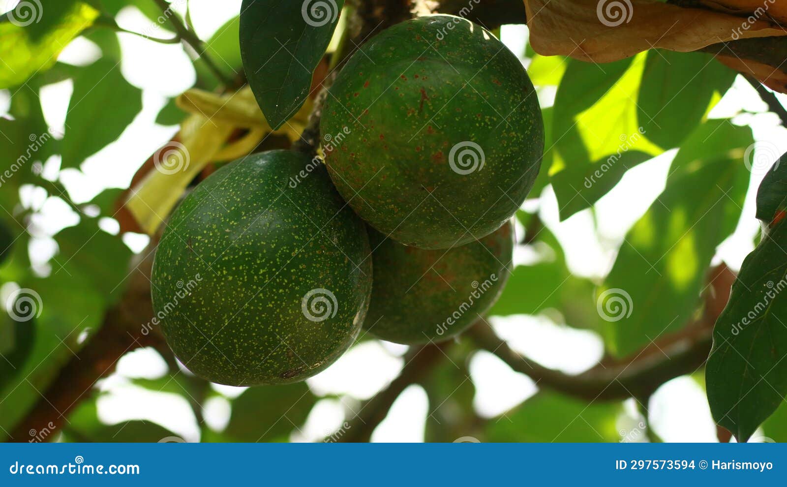 Avocado on Tree stock photo. Image of abacate, alpukat - 297573594