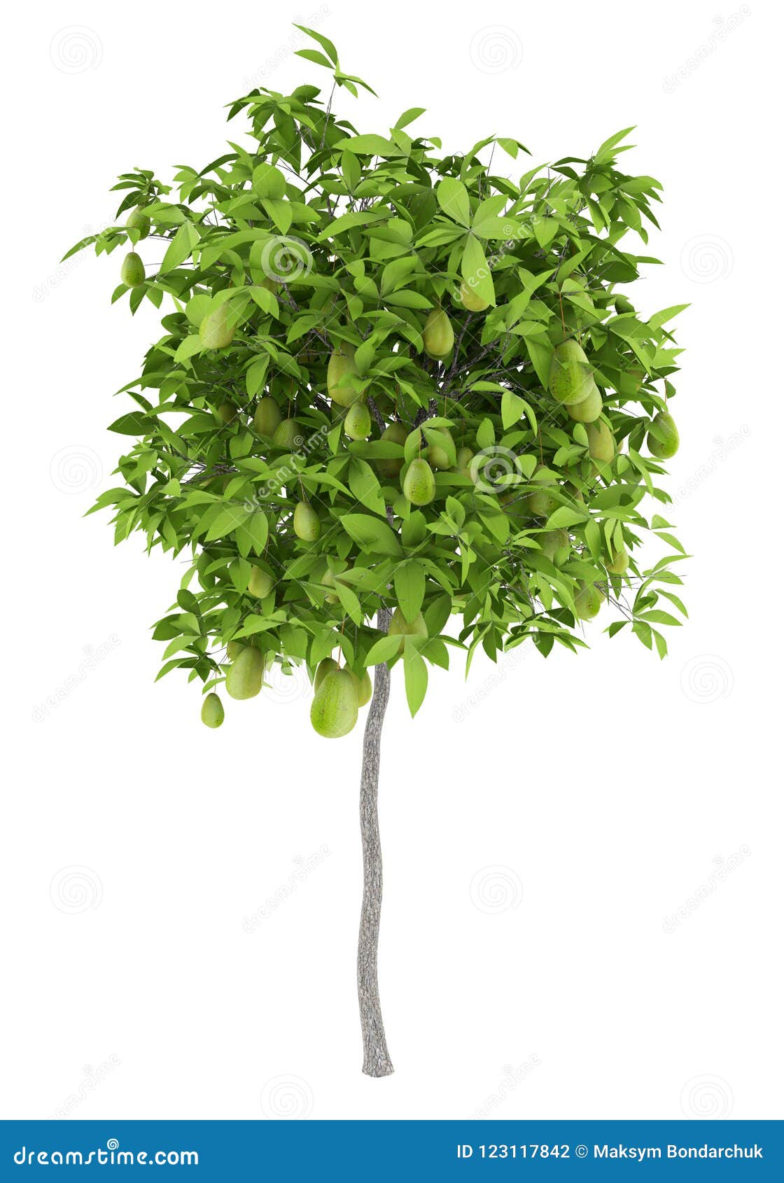 Avocado Tree with Avocados Isolated on White Stock Illustration ...