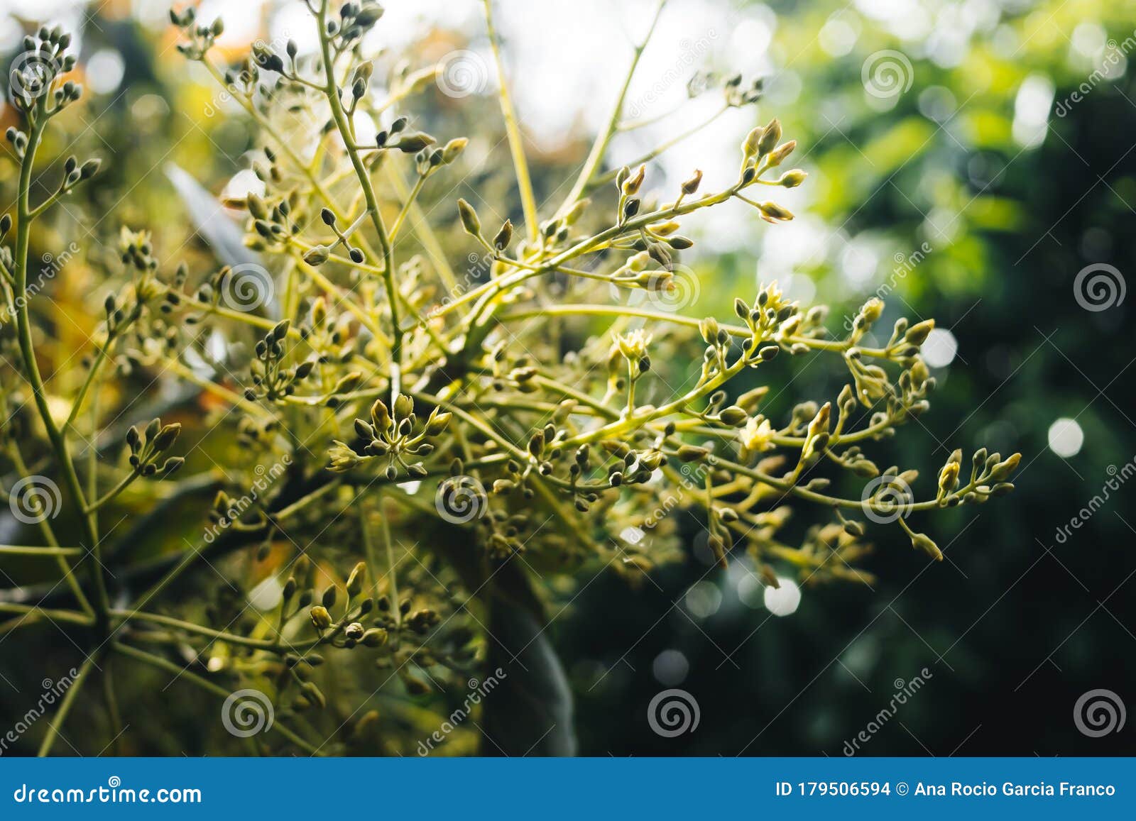 Avocado Tree Blooming. Persea Americana Stock Photo - Image of flora ...