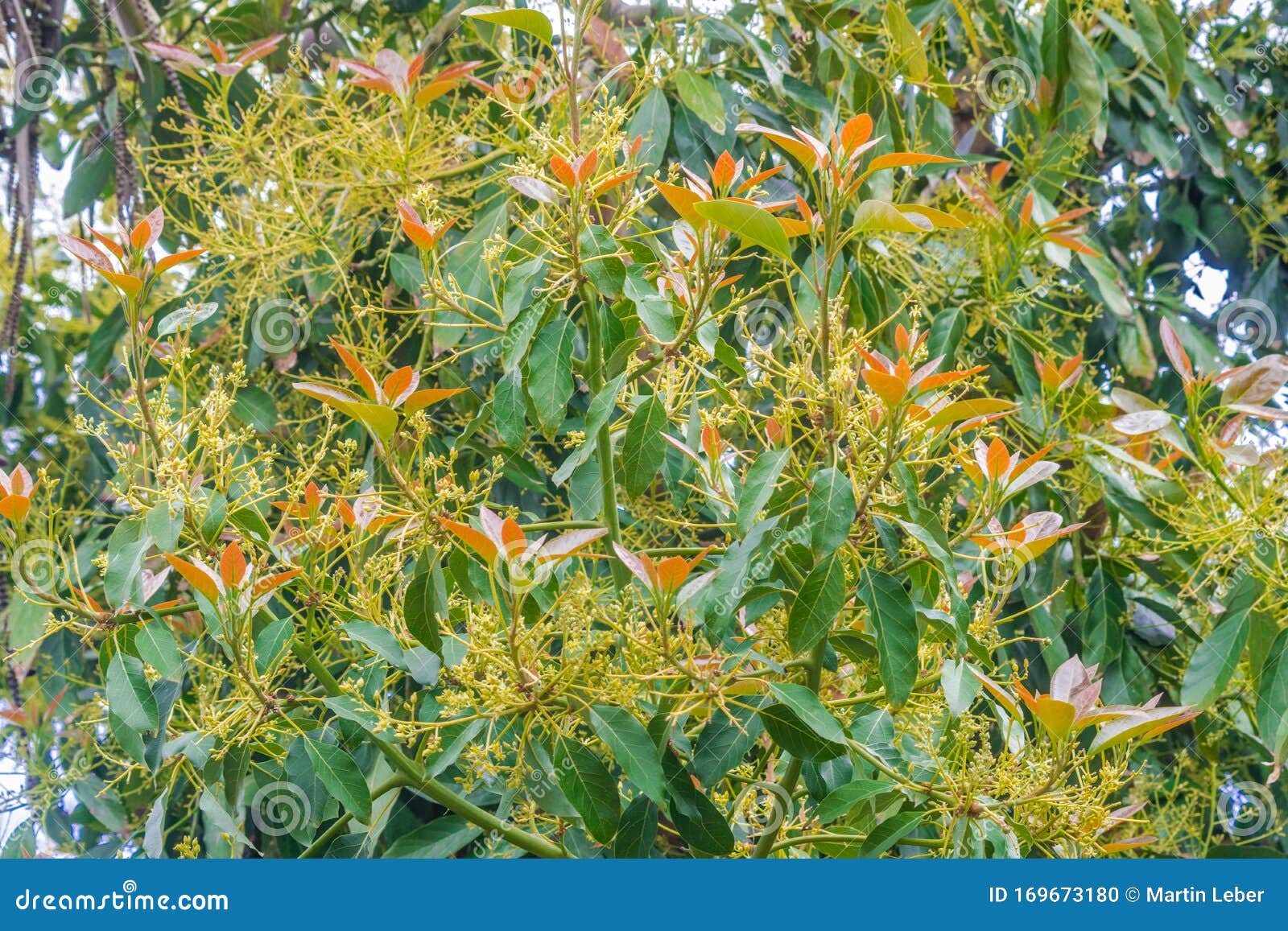 Avocado Tree Blooming with Sunlight Stock Photo - Image of color ...