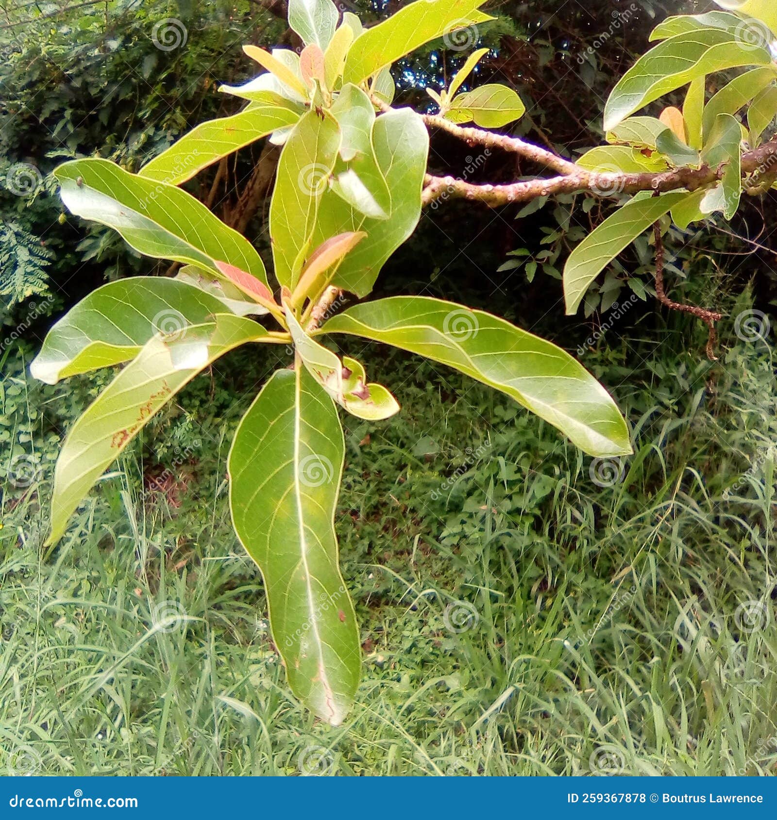 Avocado tree branch stock photo. Image of branch, vacado - 259367878