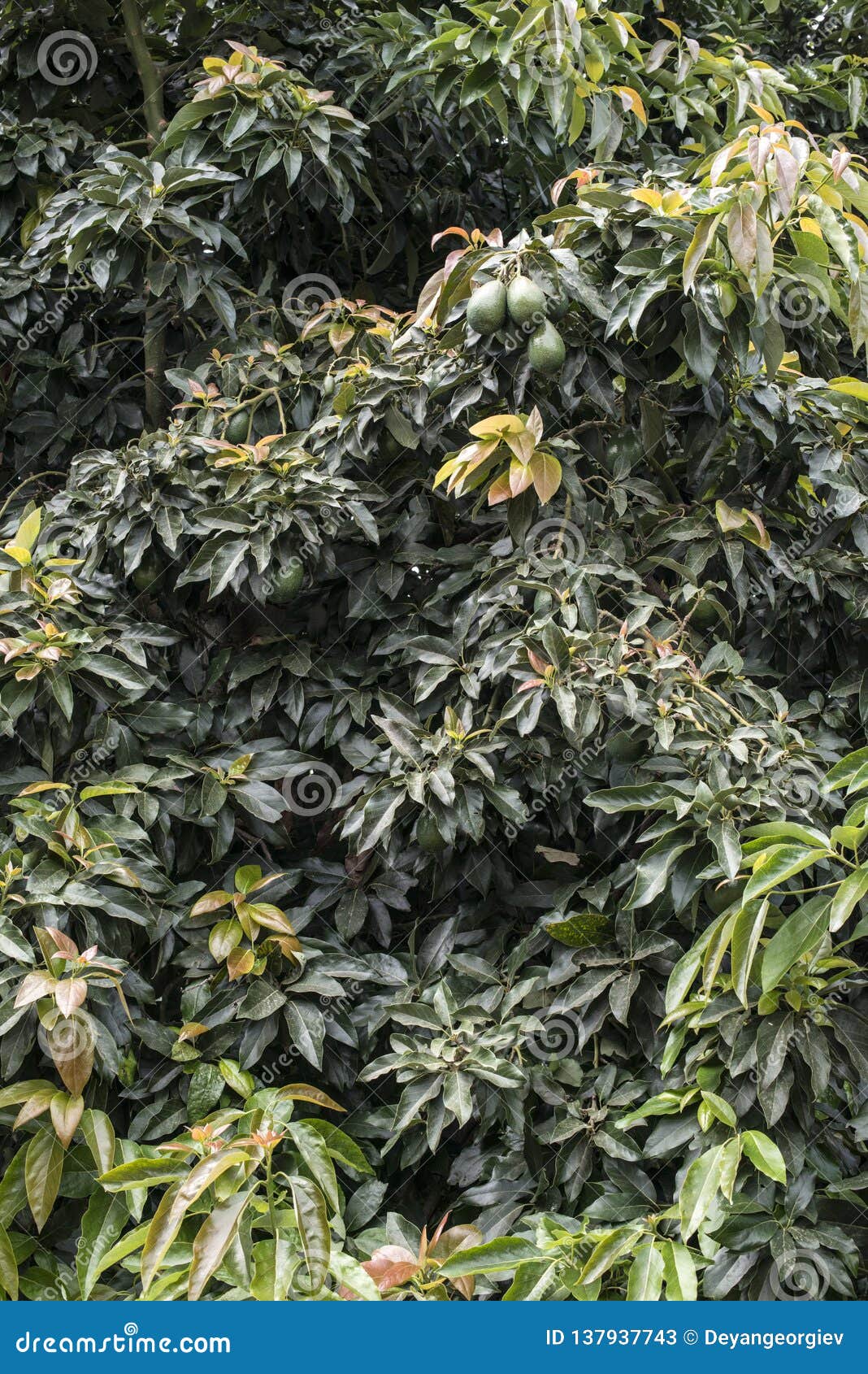 Avocado on a tree stock image. Image of avocados, healthy - 137937743