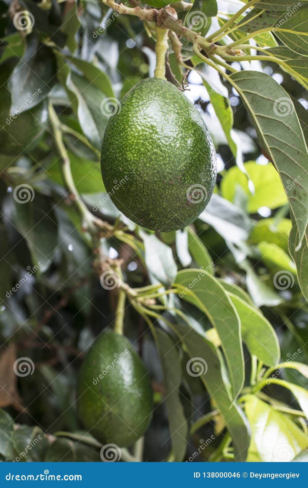 Avocado on a tree stock photo. Image of healthy, trees - 138000046