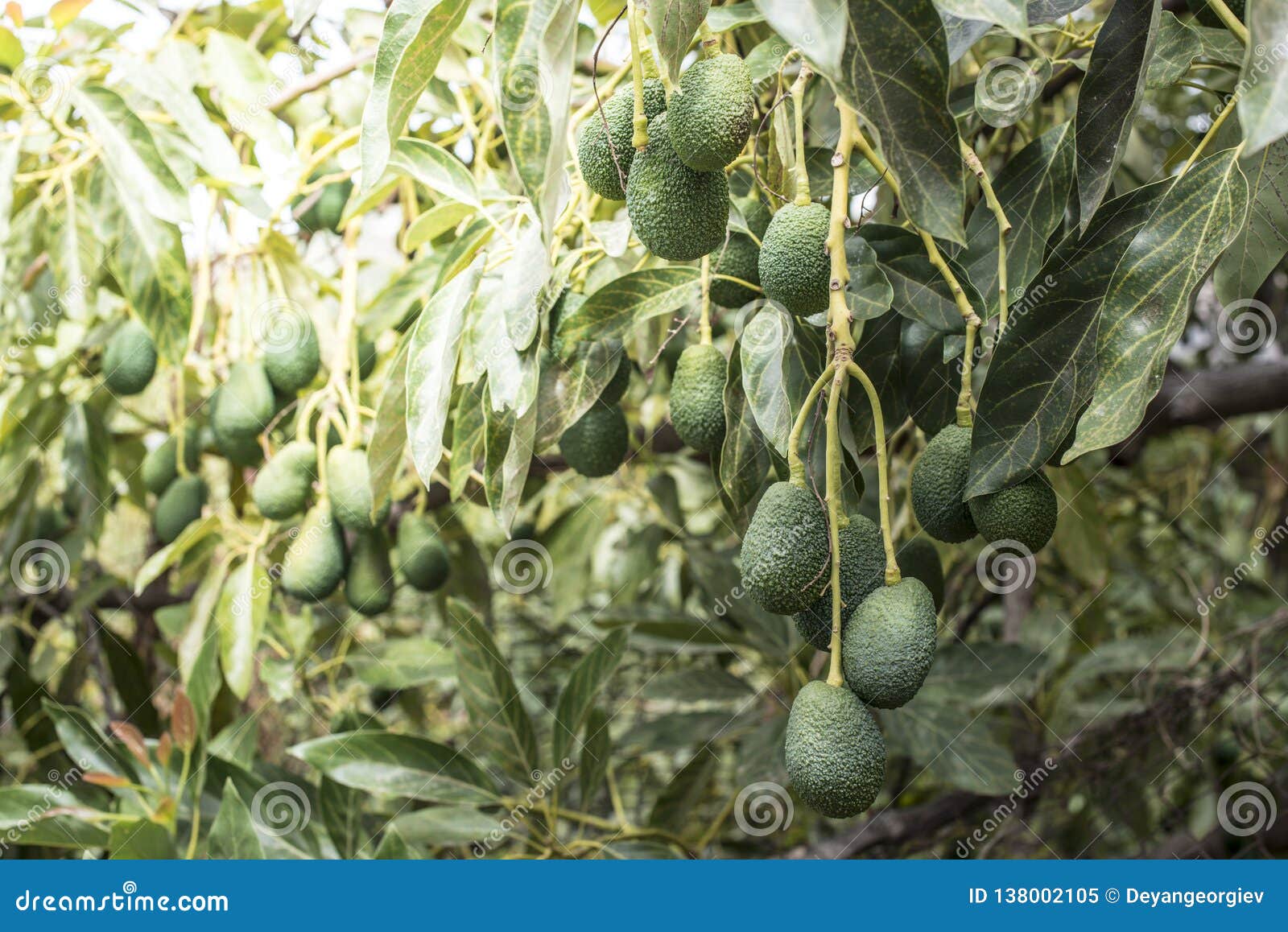 Avocado on a tree stock image. Image of growing, garden - 138002105