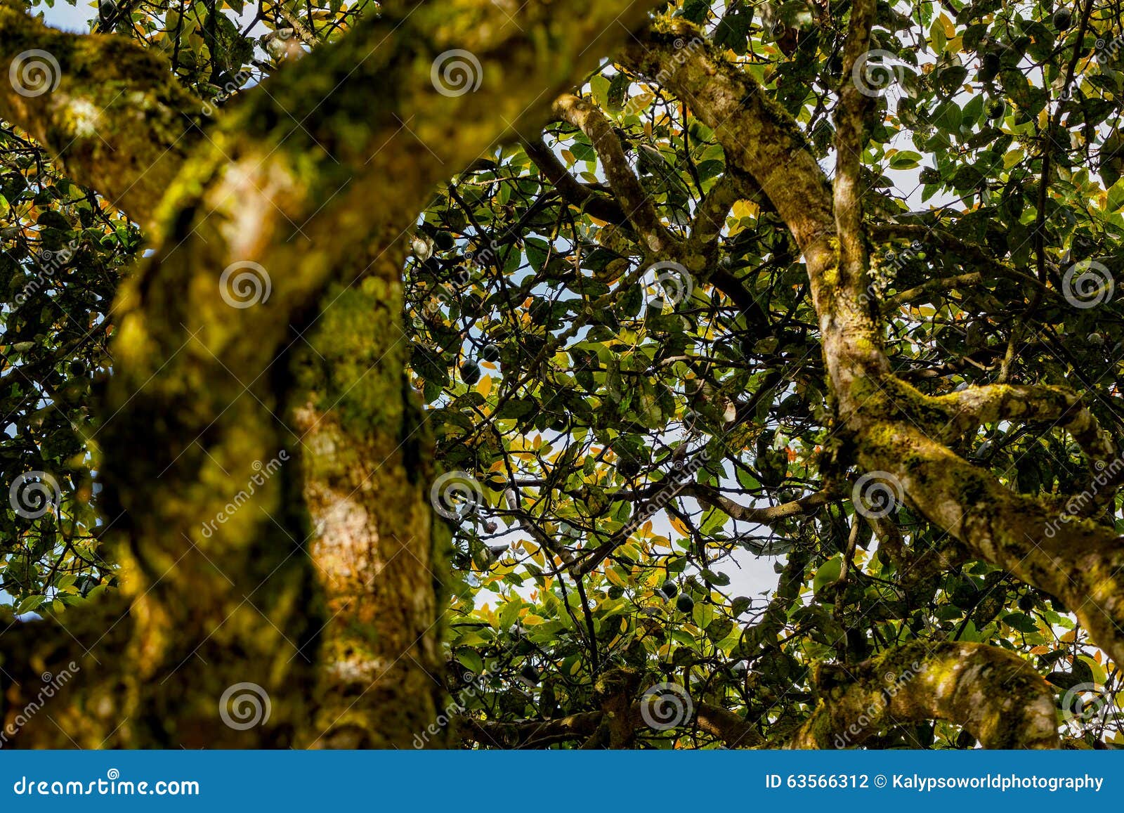 Avocado Tree Crown stock photo. Image of native, fresh - 63566312
