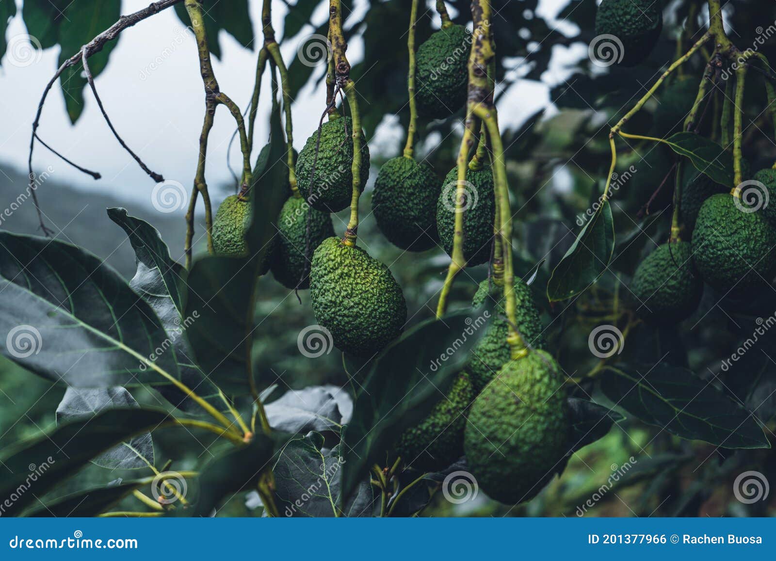 Avocado from a Tree in a Green Garden Stock Photo - Image of orchard ...
