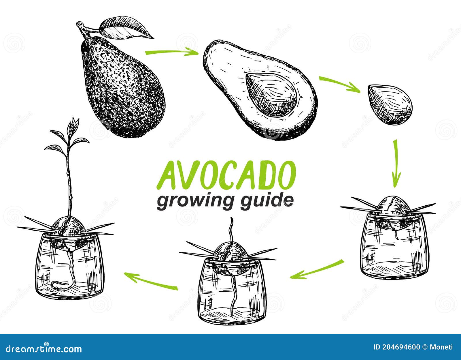 Avocado Tree Growing Guide. How To Grow an Avocado from Seed. Avocado ...