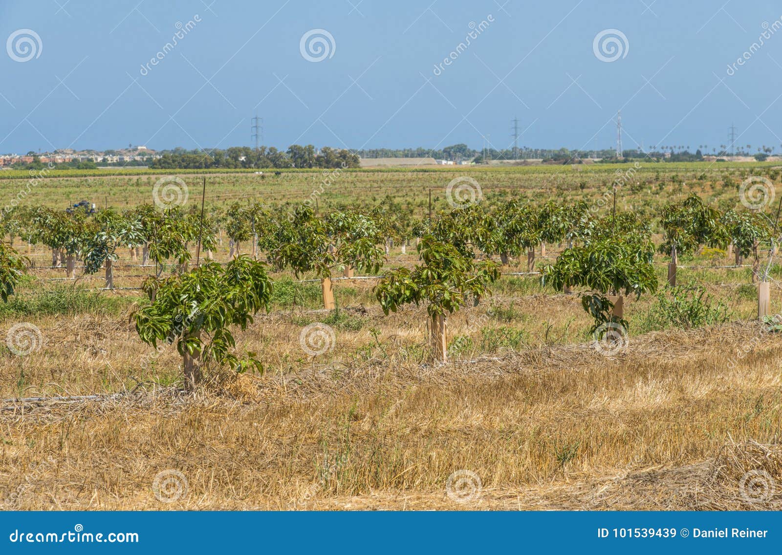 Avocado plantation stock image. Image of diet, natural - 101539439