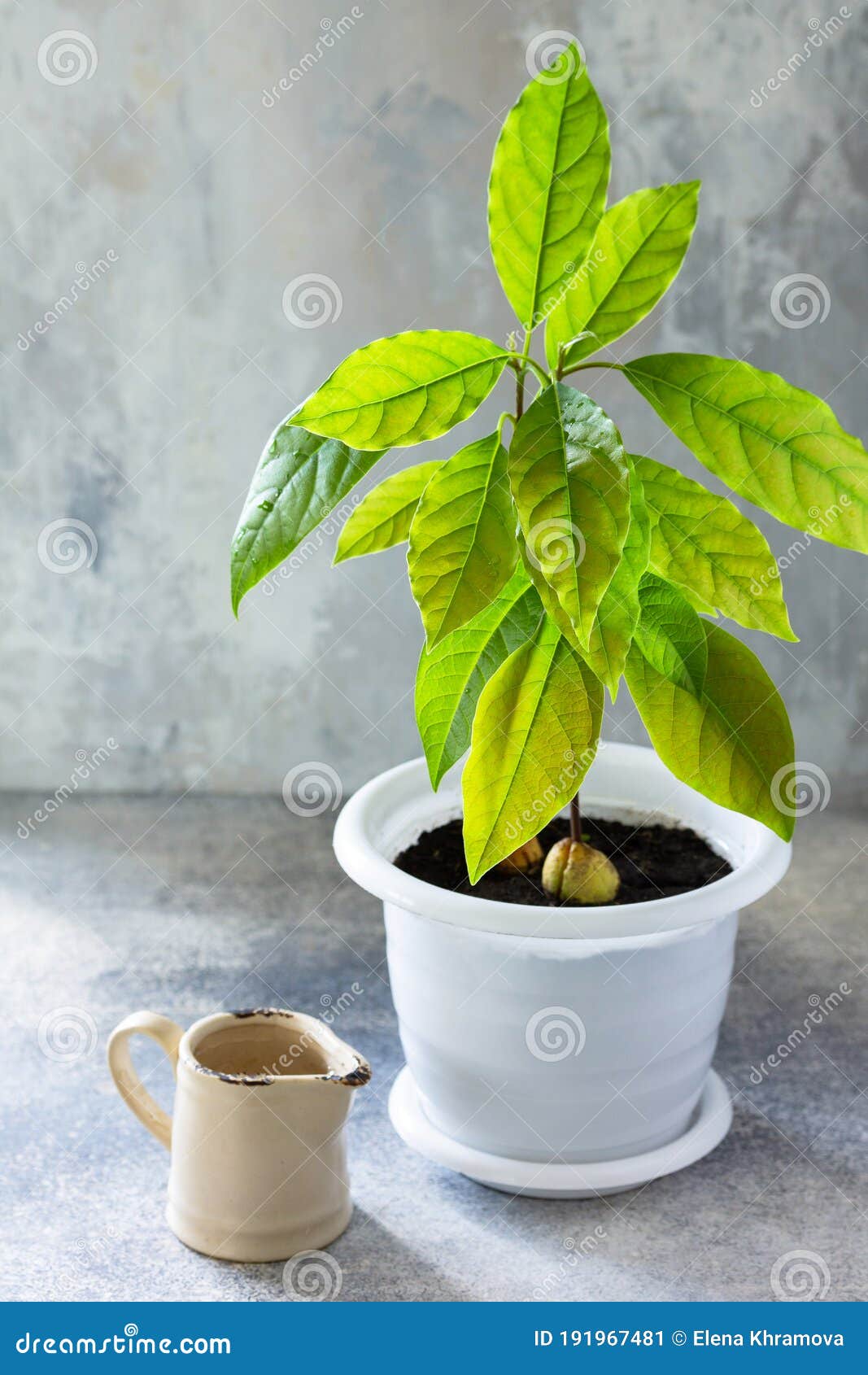 Avocado Tree Grown Houses Indoor Plants Tropical Houseplants Care Stock Image Image Of