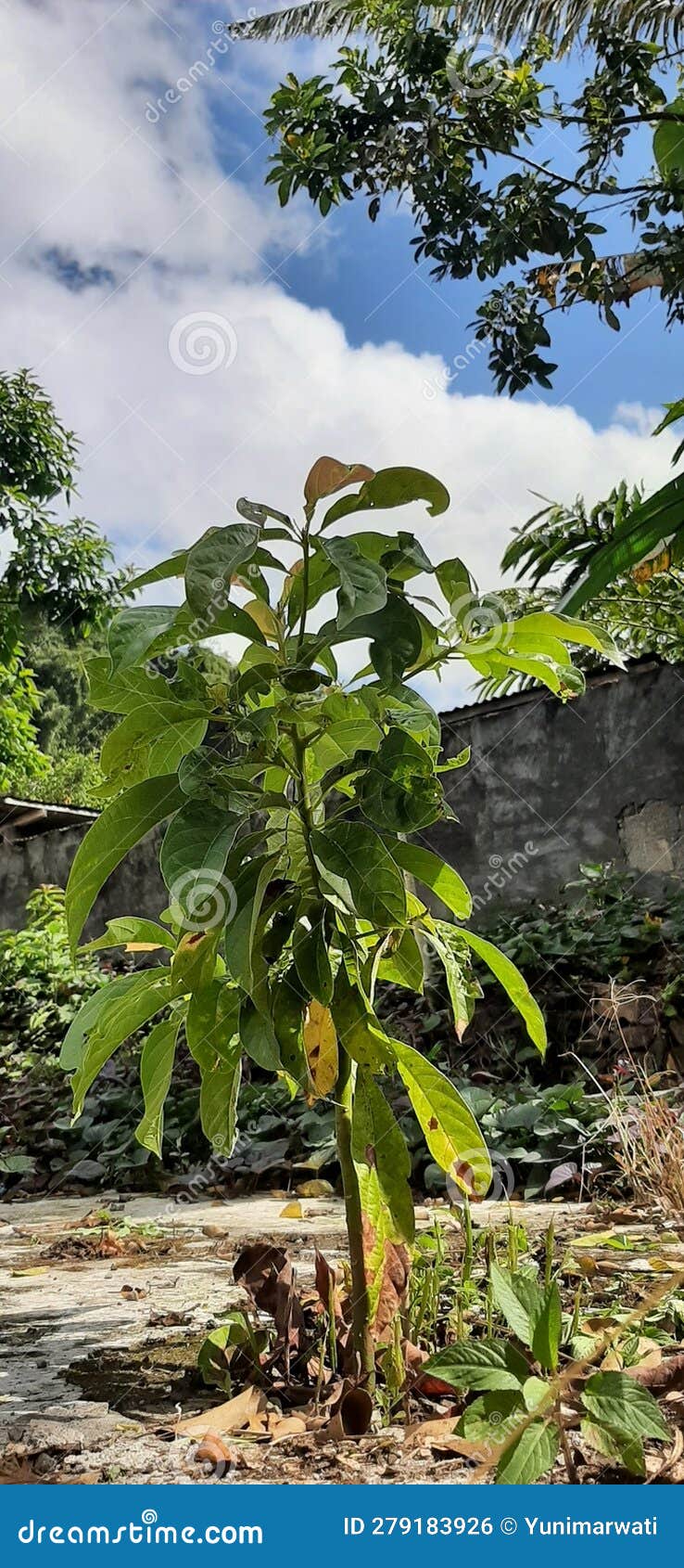 Avocado tree stock photo. Image of healthy, growth, green - 279183926