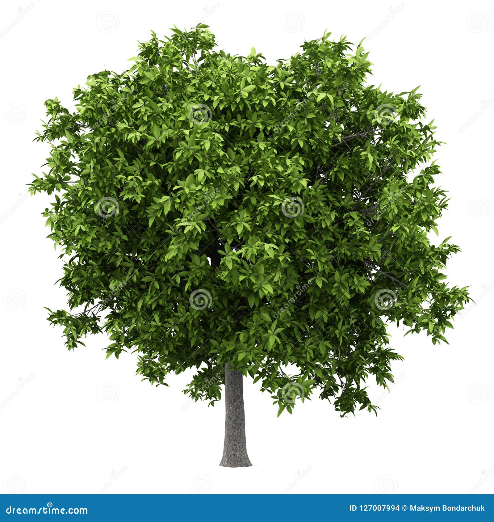 Avocado Tree With Avocados Isolated On White Background Stock ...