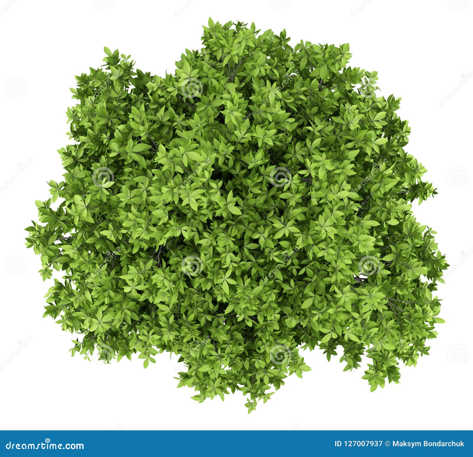 Avocado Tree Vector Growing Guide Poster. Green Simple Instruction To ...