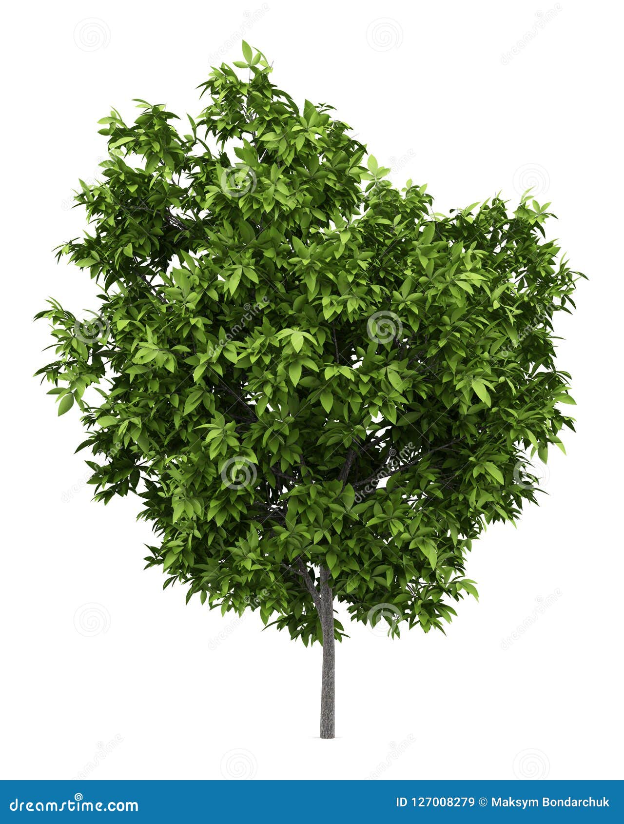 Avocado Tree With Avocados Isolated On White Background Stock ...