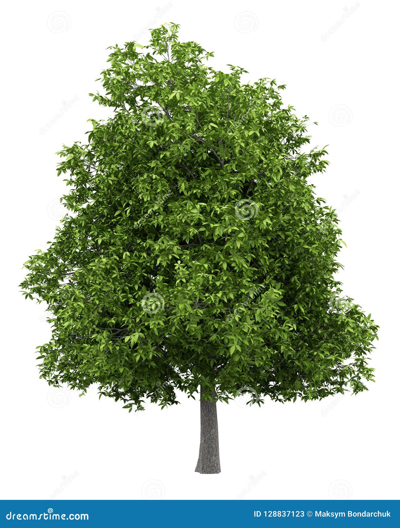 Avocado Tree With Avocados Isolated On White. Top View Stock Photo ...