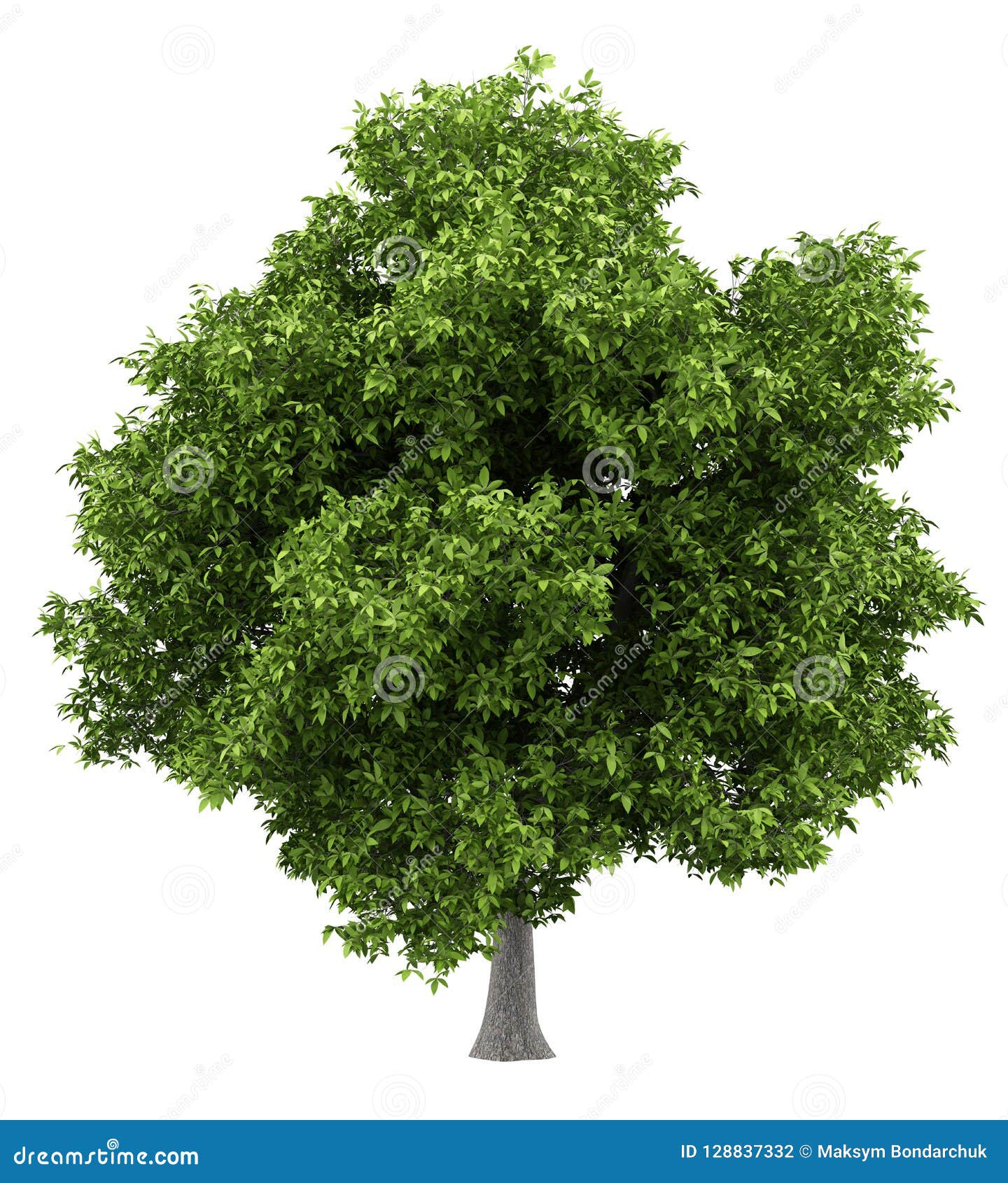 Avocado Tree Vector Growing Guide Poster. Green Simple Instruction To ...