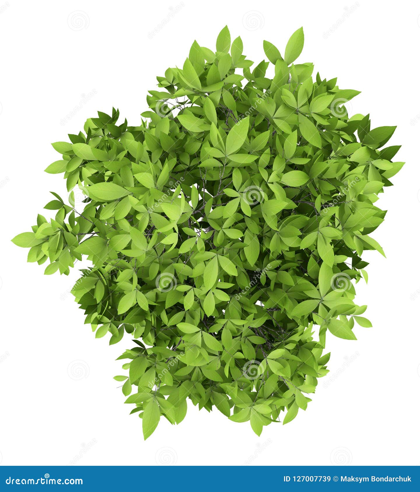 Avocado Tree Vector Growing Guide Poster. Green Simple Instruction To ...