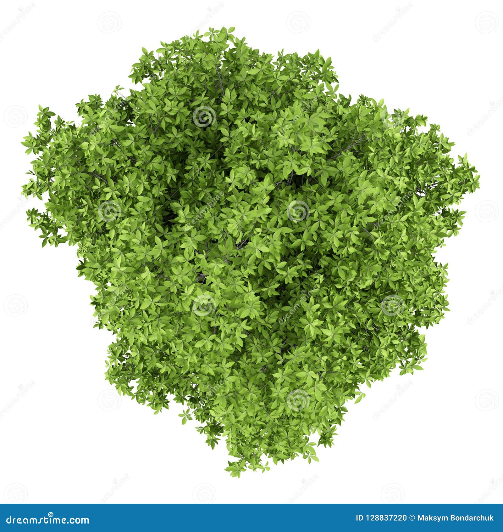 Avocado Tree Vector Growing Guide Poster. Green Simple Instruction To ...