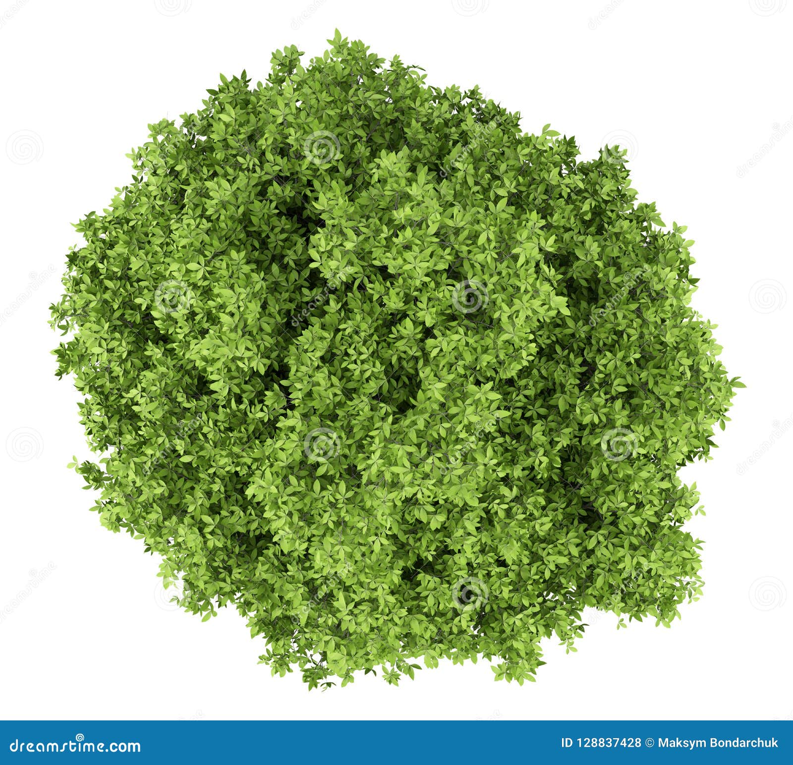 Avocado Tree With Avocados Isolated On White Background Stock ...