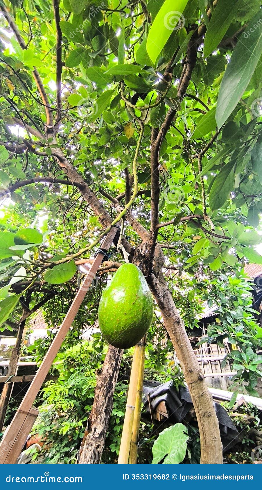 Avocado Tree with Its Large Fruit Stock Photo - Image of tree, large ...