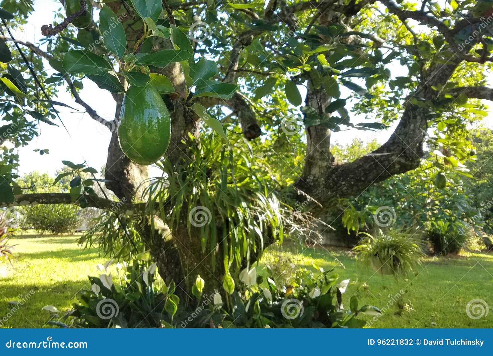 Avocado tree stock photo. Image of persea, large, alligator - 96221832