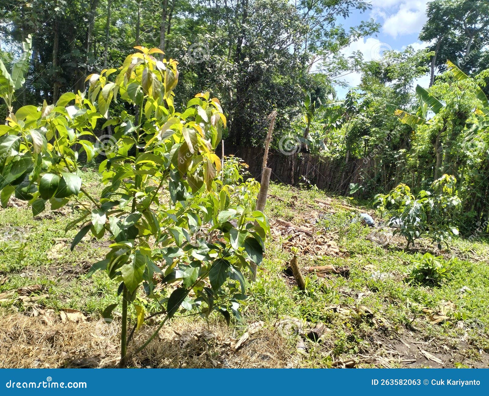 Avocado tree in plantation stock image. Image of agriculture - 263582063