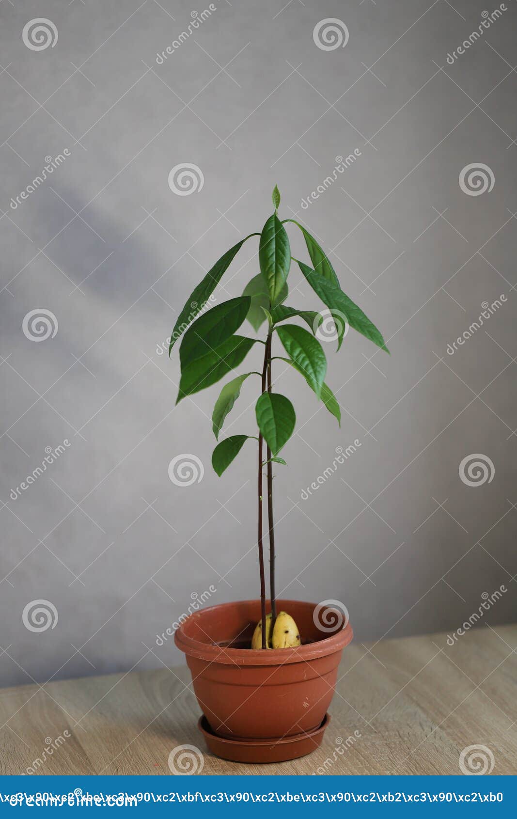 Avocado Tree in a Pot at Home, Grown from Seed, Home Floriculture Stock ...