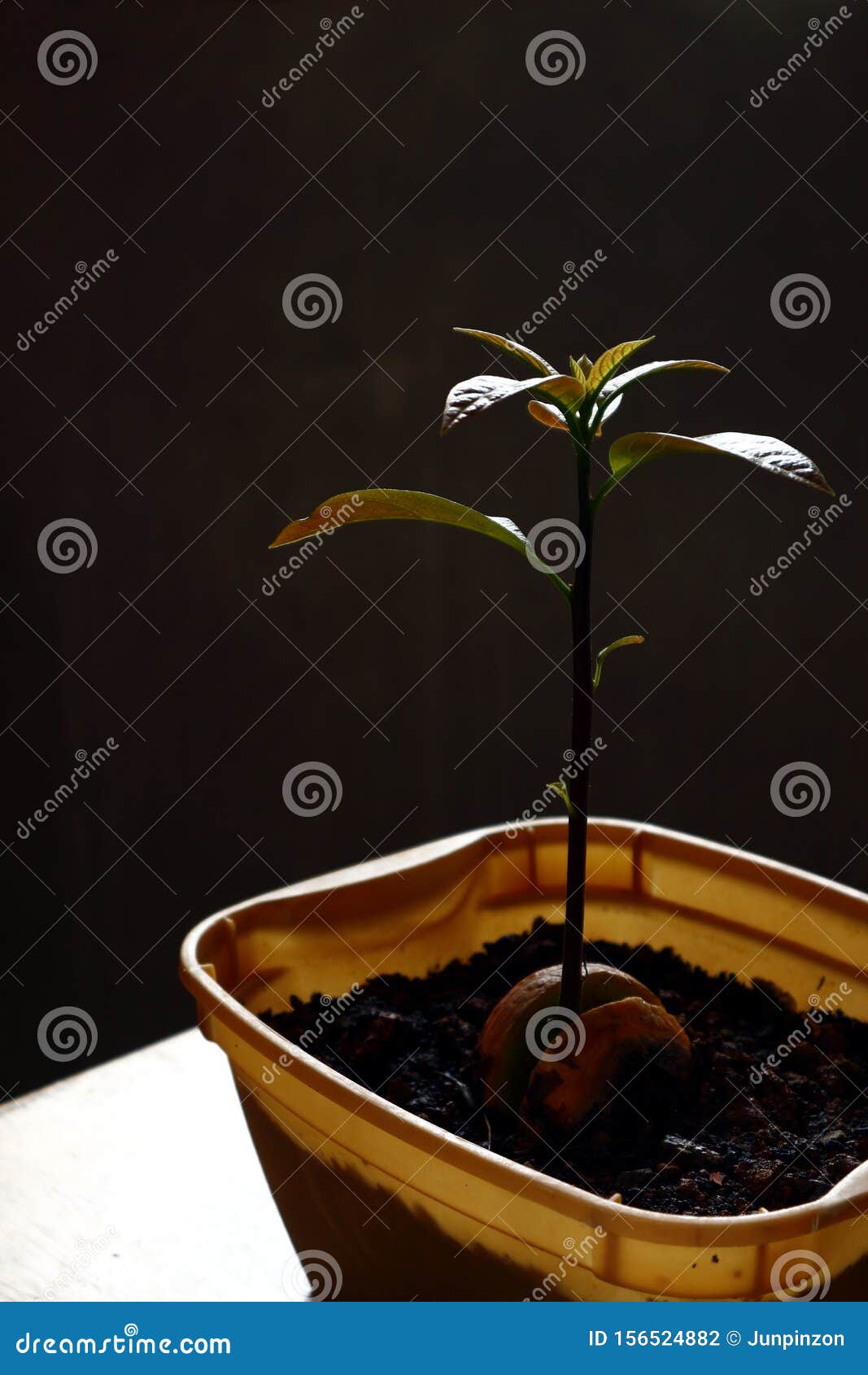 Avocado Tree Sprout from an Avocado Seed Stock Photo - Image of food ...