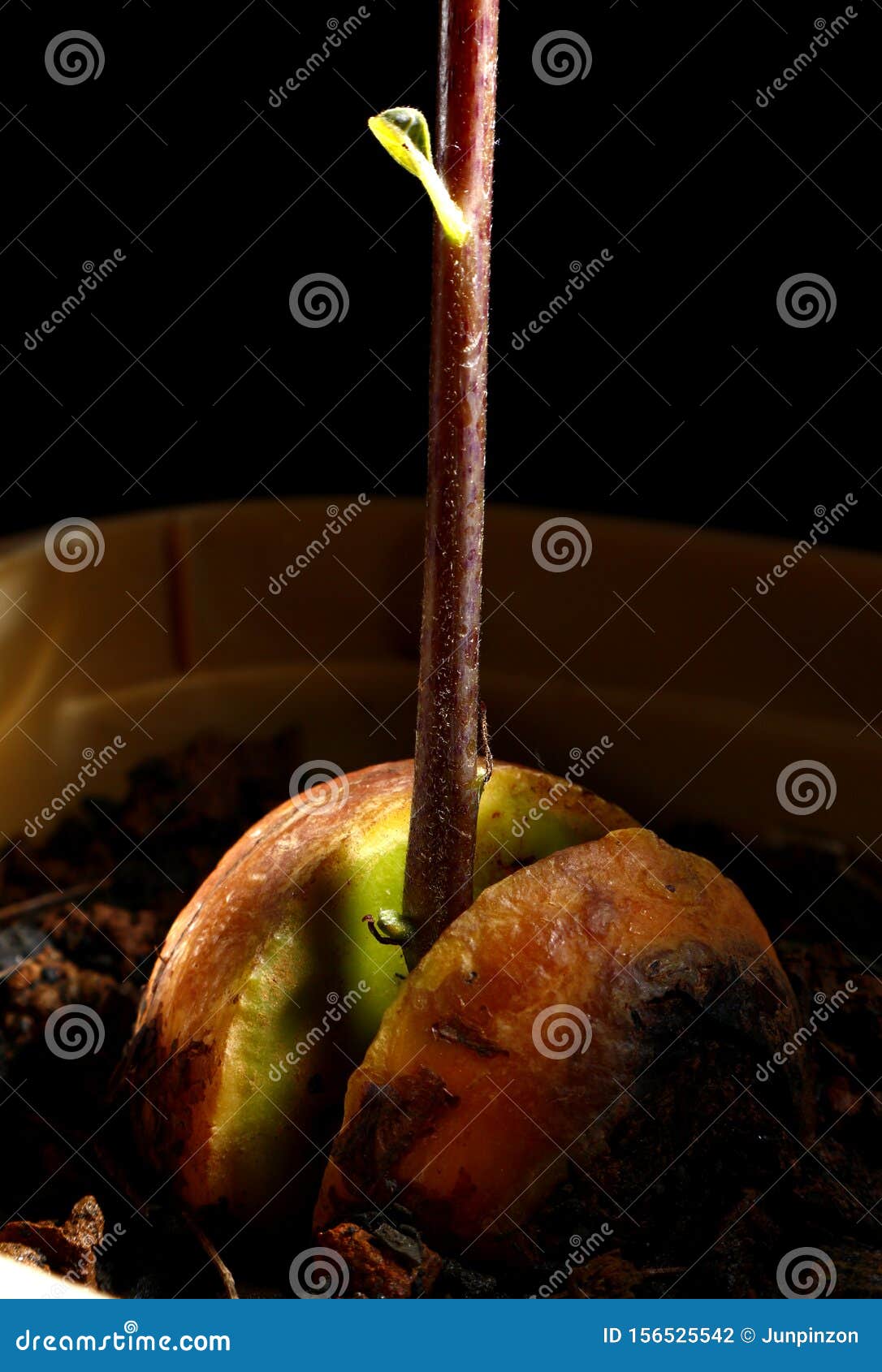 Avocado Tree Sprout from an Avocado Seed Stock Photo - Image of farming ...