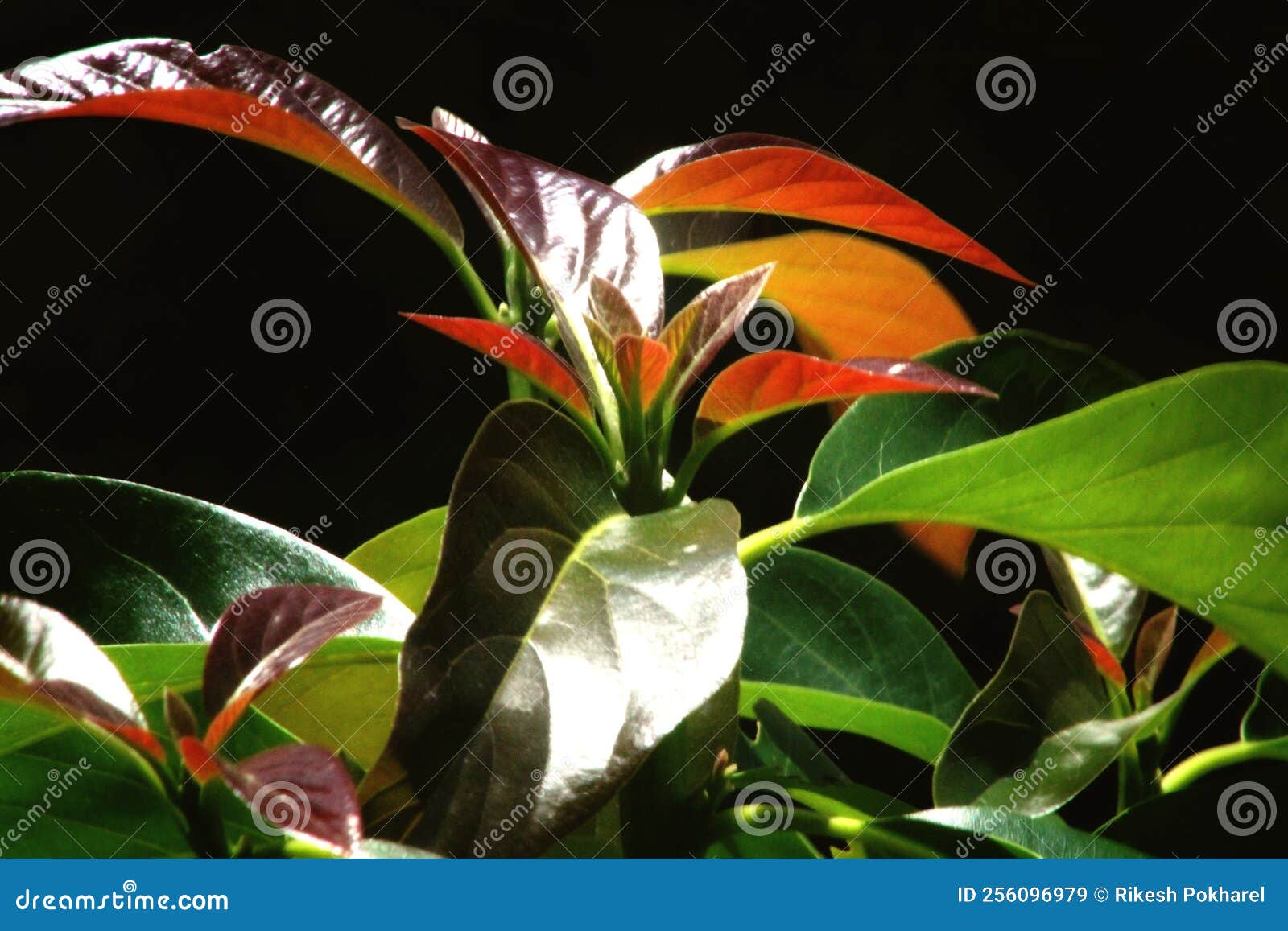 Avocado Tree Stem Closeup Picture Stock Image - Image of brown, black ...