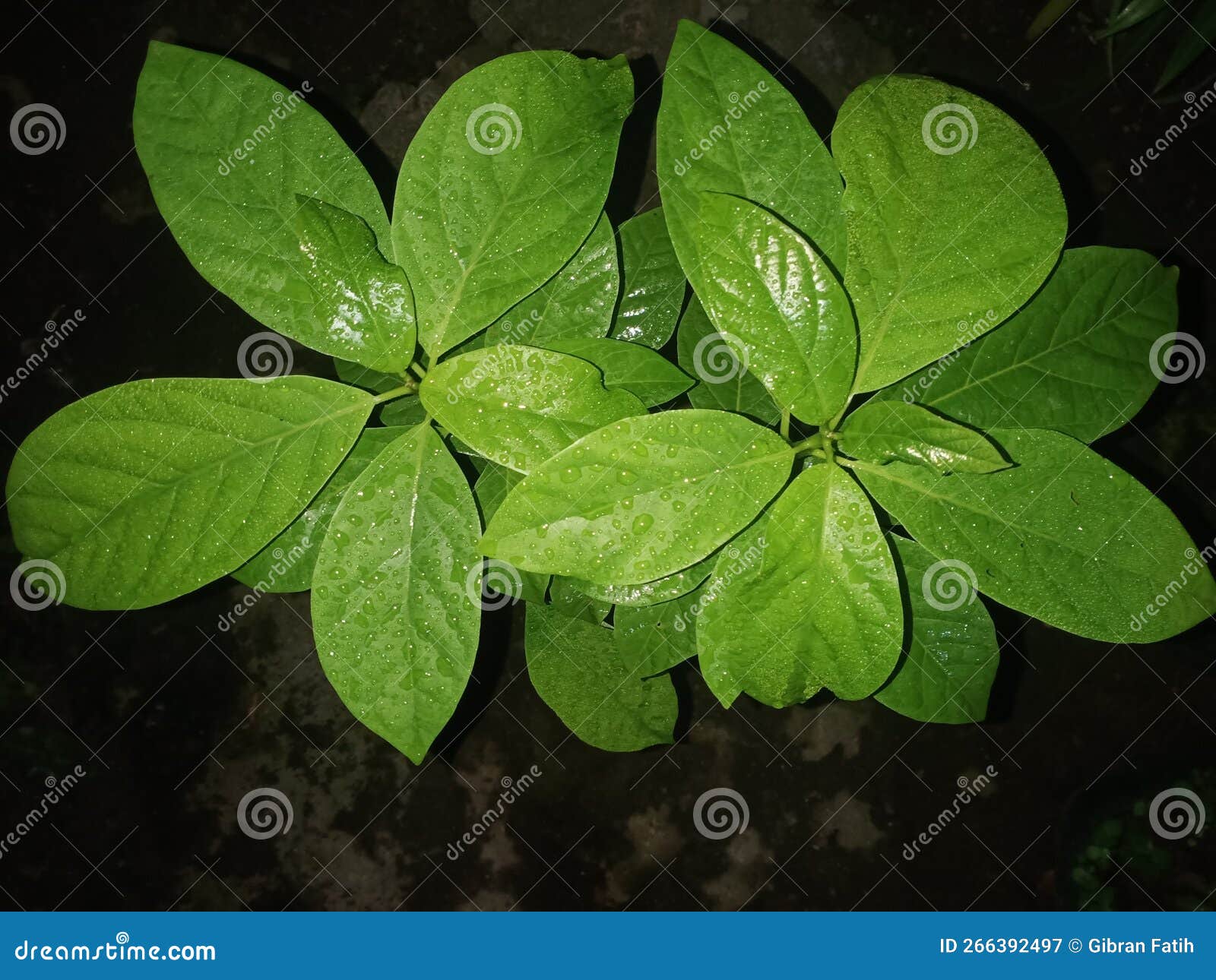Avocado tree stock image. Image of trunks, avocado, young - 266392497