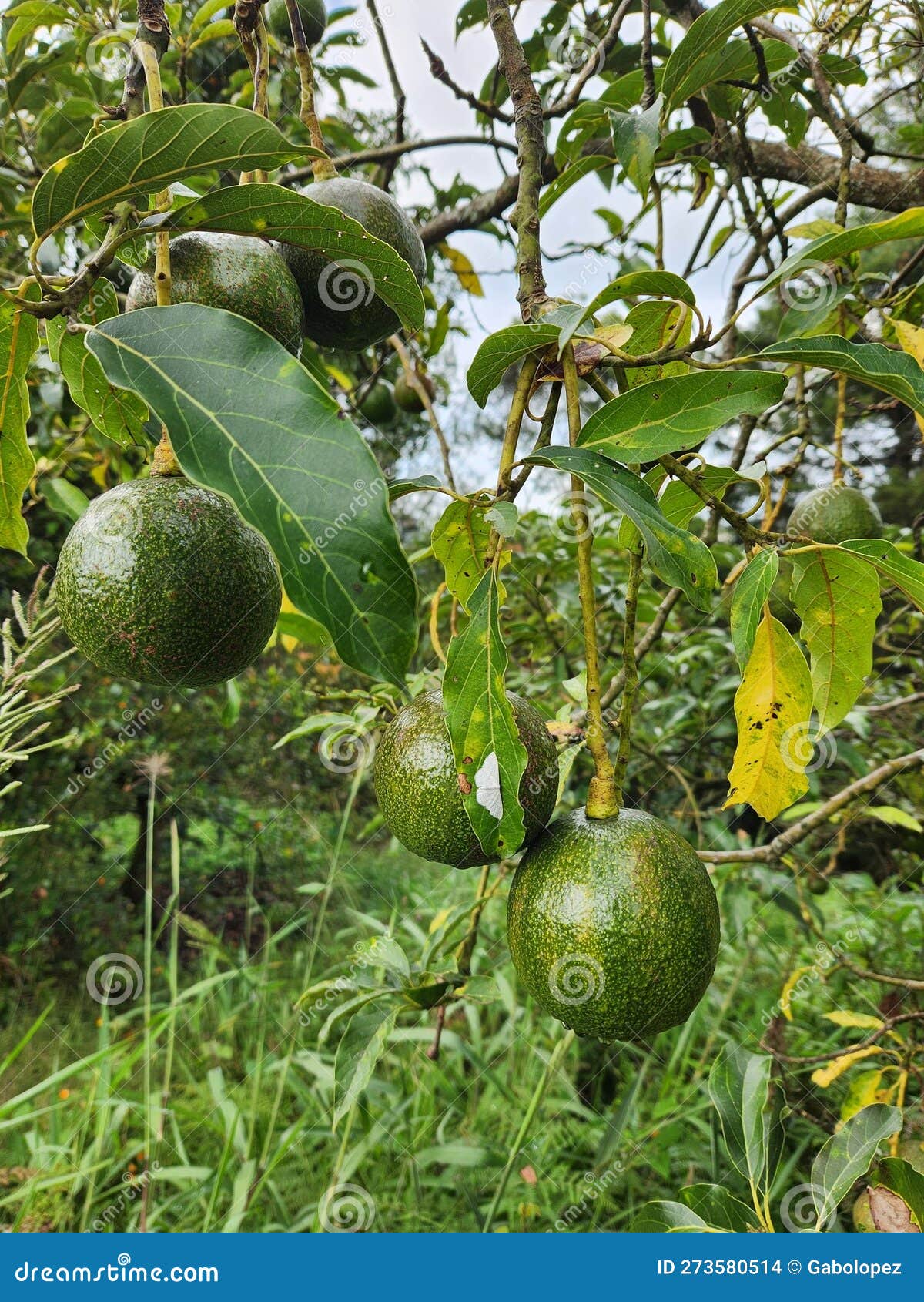 Avocado trees on a farm stock photo. Image of farm, palta - 273580514